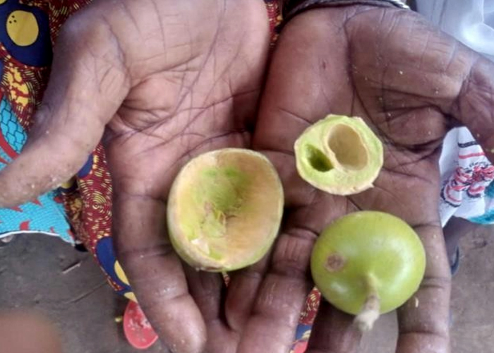 ICH The Gambia - The Heritage Management Organization